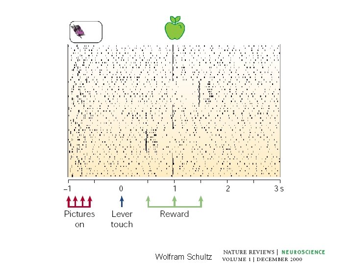 A Big Brother in the brain neuroeconomics of
