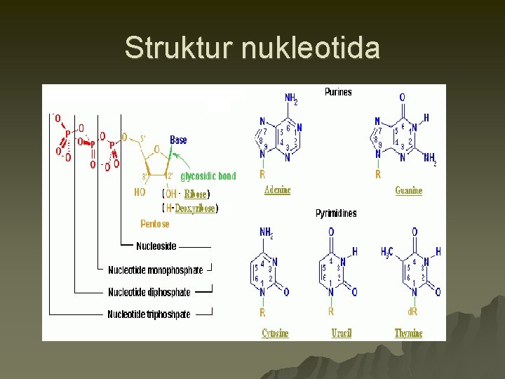 Nukleotida dan asam nukleat Zaenal Arifin S Kep
