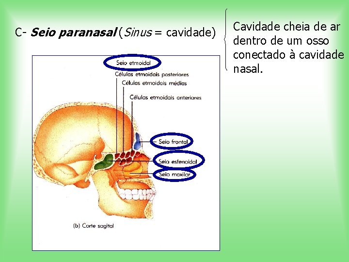 Caractersticas Anatmicas de Superfcie dos Ossos As superfcies