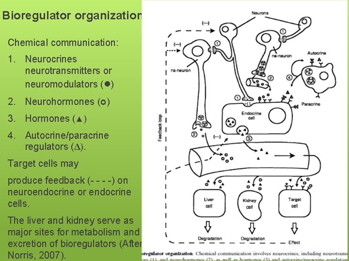 Konsep Bioregulasi 1 Sistem Neuroendokrin 2 Hipotalamus 3