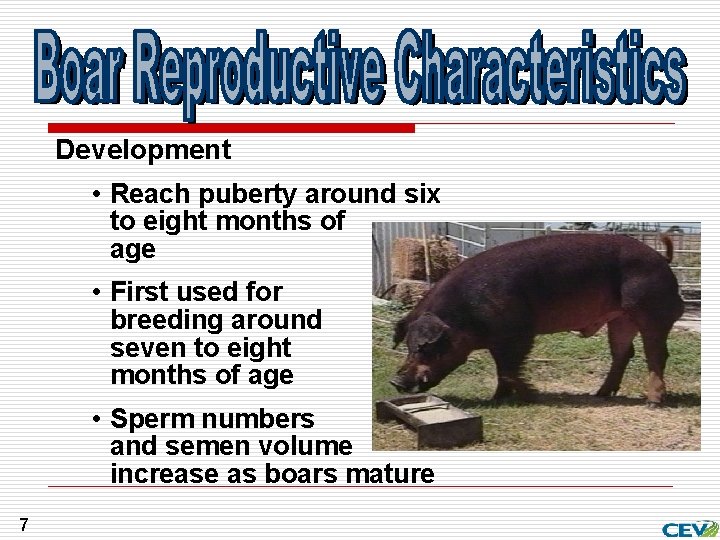 1 1 To understand basic swine reproduction 2