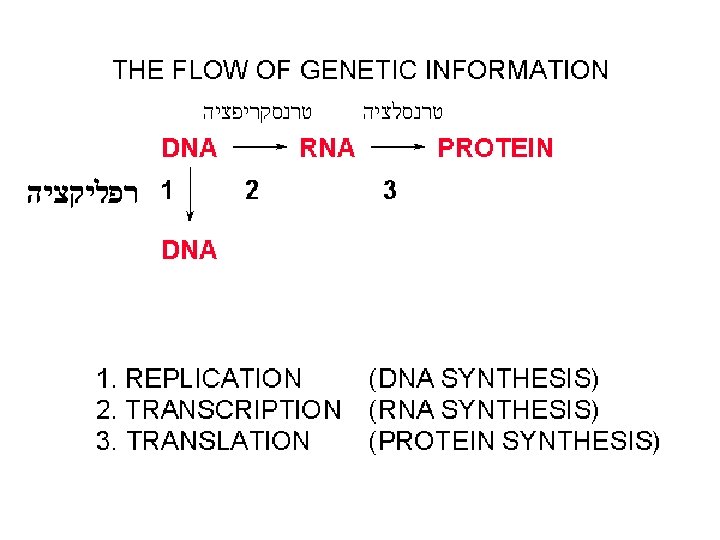 telomerase Semiconservative replication Cell Division and DNA Replication
