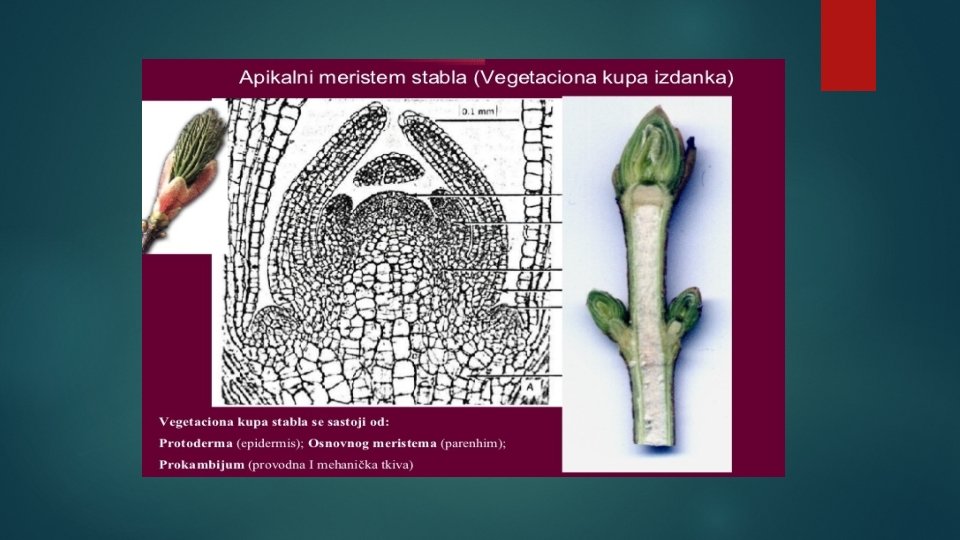 Izdanak VISE BILJKE IMAJU TELO IJI JE JEDAN