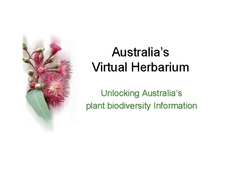 Australias Virtual Herbarium Unlocking Australias plant biodiversity ...