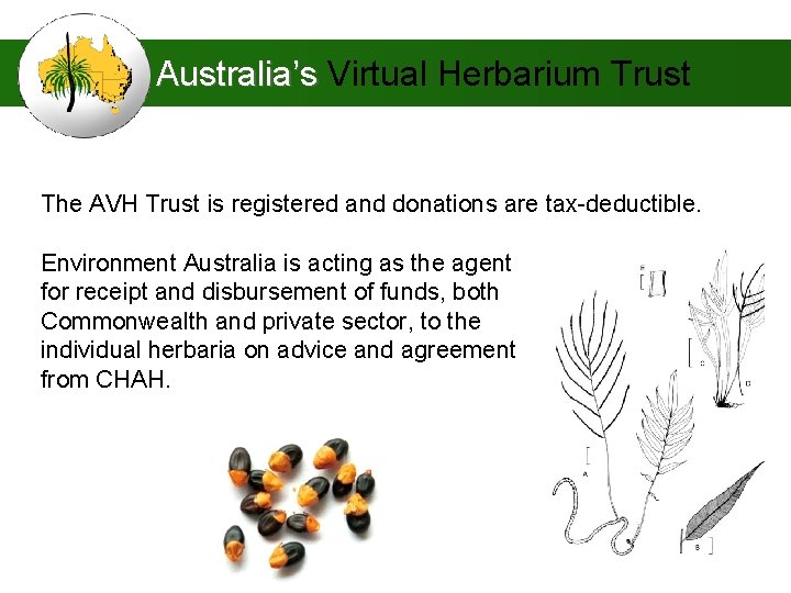 Australias Virtual Herbarium Unlocking Australias plant biodiversity ...