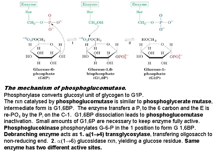 Biochemistry 2 2016 Lecture Glycogen Metabolism Glycogen Metabolism