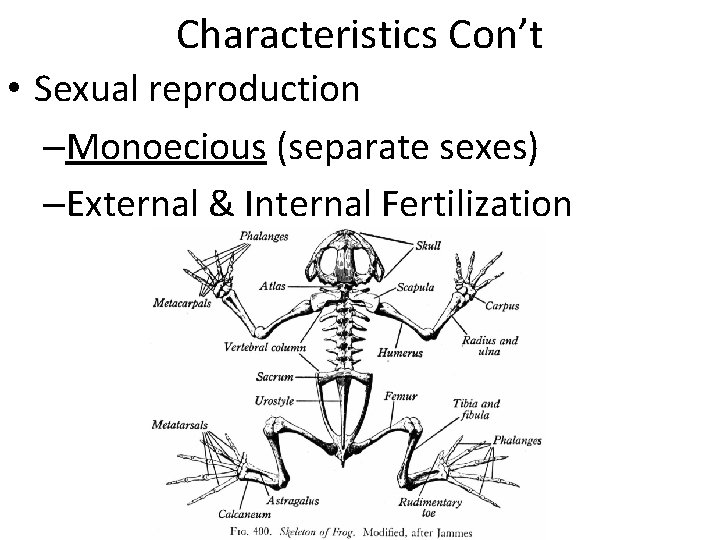 Class Amphibia Herpetology is the study of reptiles