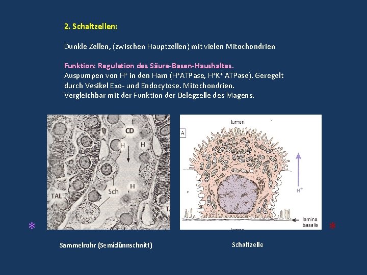 Histologie der Niere und Harnwege Prof Dr Pl