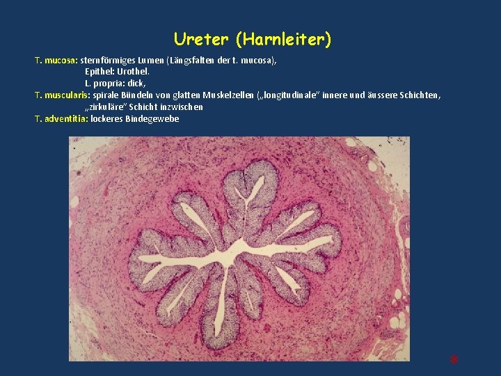 Histologie der Niere und Harnwege Prof Dr Pl