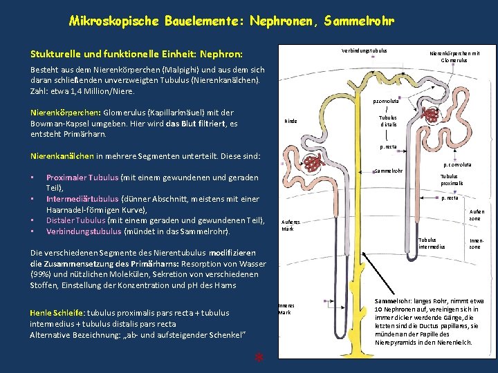 Histologie der Niere und Harnwege Prof Dr Pl