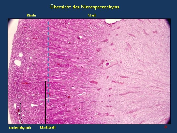 Histologie der Niere und Harnwege Prof Dr Pl