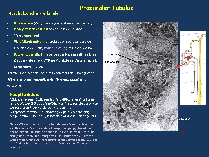 Histologie der Niere und Harnwege Prof Dr Pl