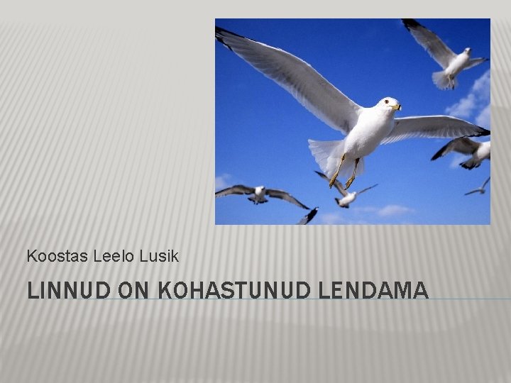 Koostas Leelo Lusik LINNUD ON KOHASTUNUD LENDAMA MIKS