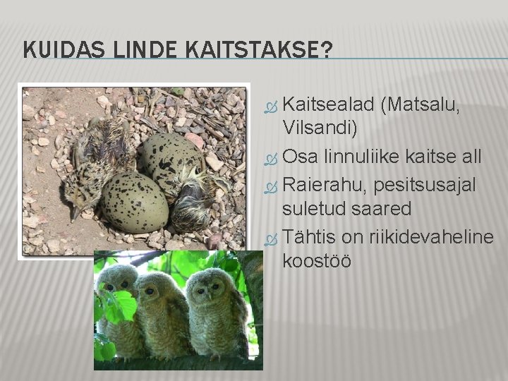Koostas Leelo Lusik LINNUD ON KOHASTUNUD LENDAMA MIKS