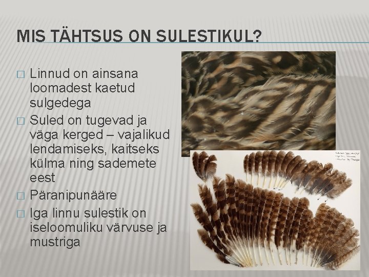 Koostas Leelo Lusik LINNUD ON KOHASTUNUD LENDAMA MIKS