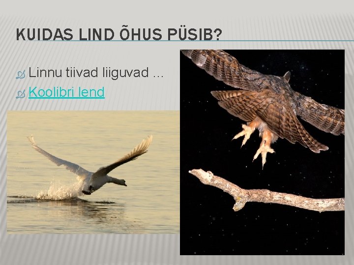 Koostas Leelo Lusik LINNUD ON KOHASTUNUD LENDAMA MIKS
