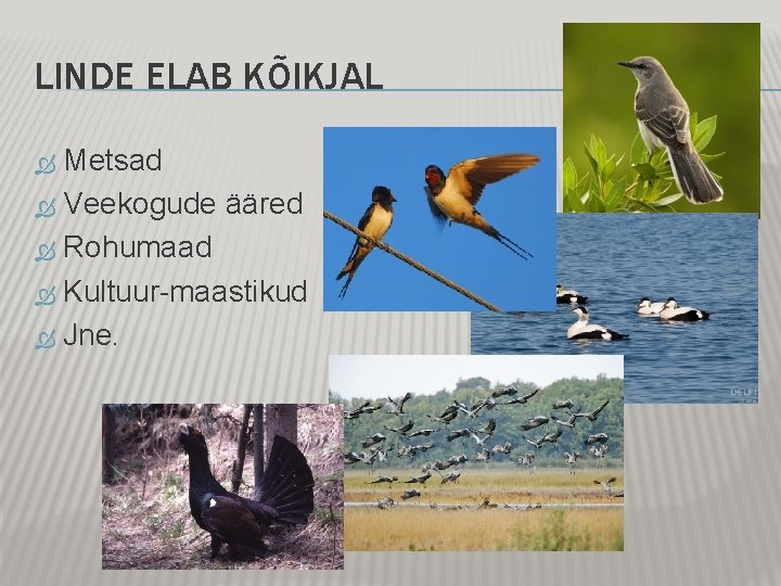 Koostas Leelo Lusik LINNUD ON KOHASTUNUD LENDAMA MIKS
