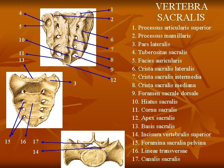 ANATOMI BATANG TUBUH THRUNCUS Tim Anatomi FIK Universitas