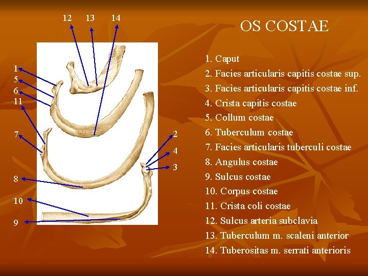 ANATOMI BATANG TUBUH THRUNCUS Tim Anatomi FIK Universitas