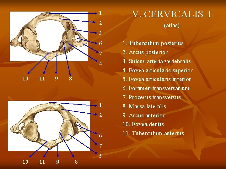 ANATOMI BATANG TUBUH THRUNCUS Tim Anatomi FIK Universitas