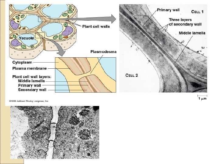 Hubungan antar sel Pertautan Antar Sel Cell junctions
