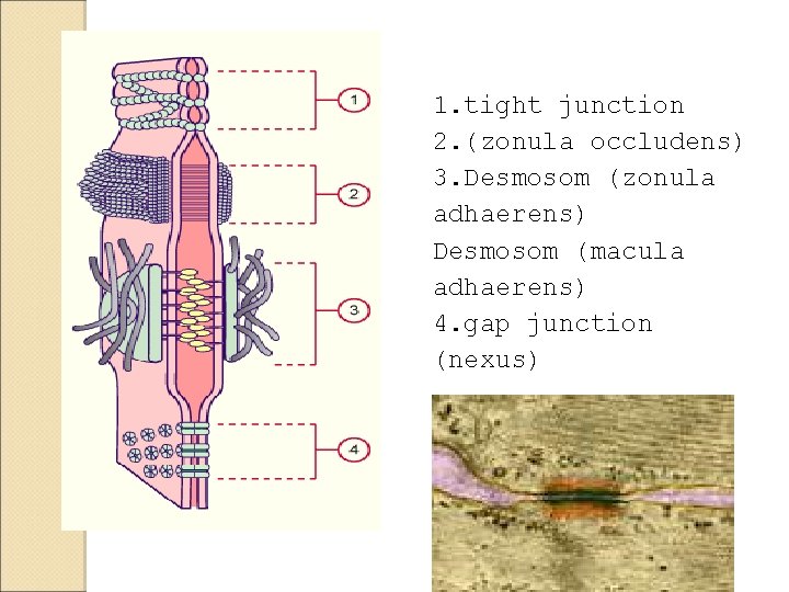 Hubungan antar sel Pertautan Antar Sel Cell junctions