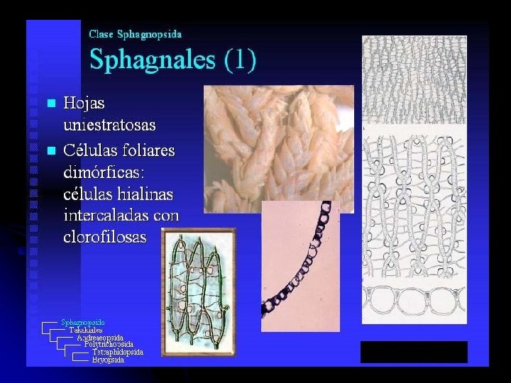Briofitas musgos anterotosidas hepticas Esporofito Reproduccin Asexual ...