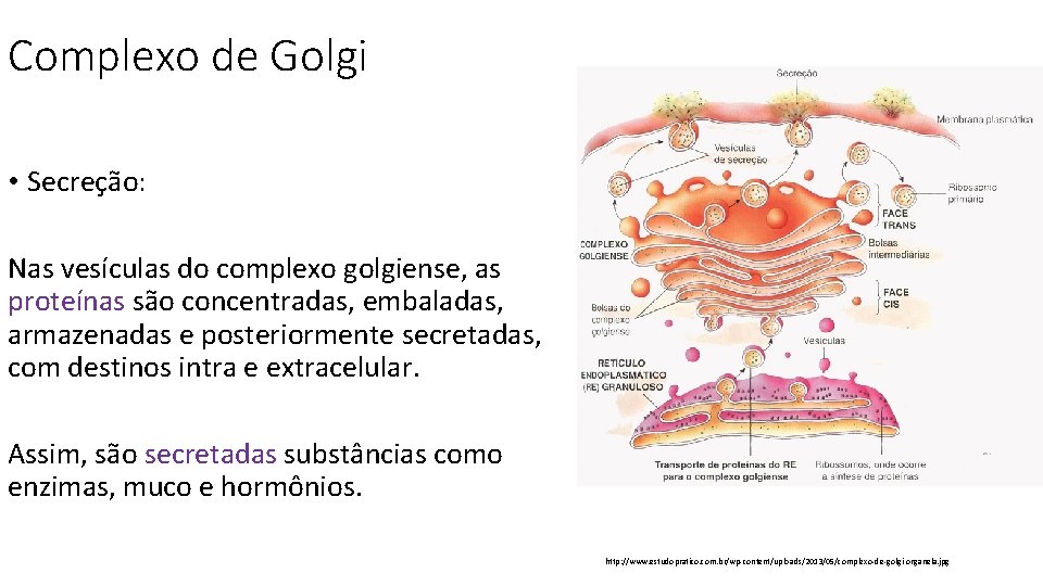 Citoplasma e Organelas http brasilescola uol com bruploadecitoplasma