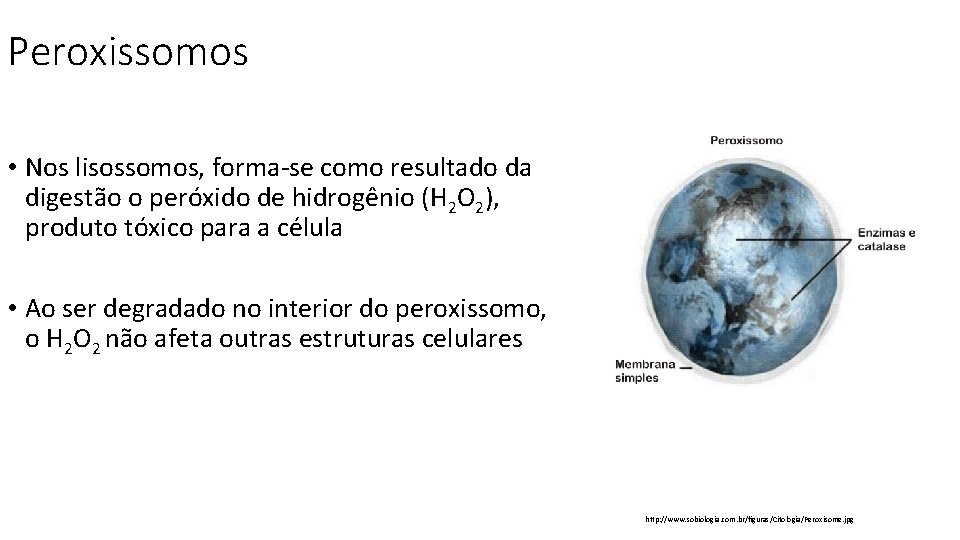 Citoplasma e Organelas http brasilescola uol com bruploadecitoplasma