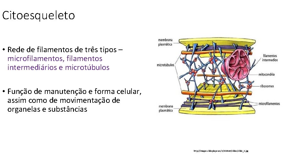 Citoplasma e Organelas http brasilescola uol com bruploadecitoplasma