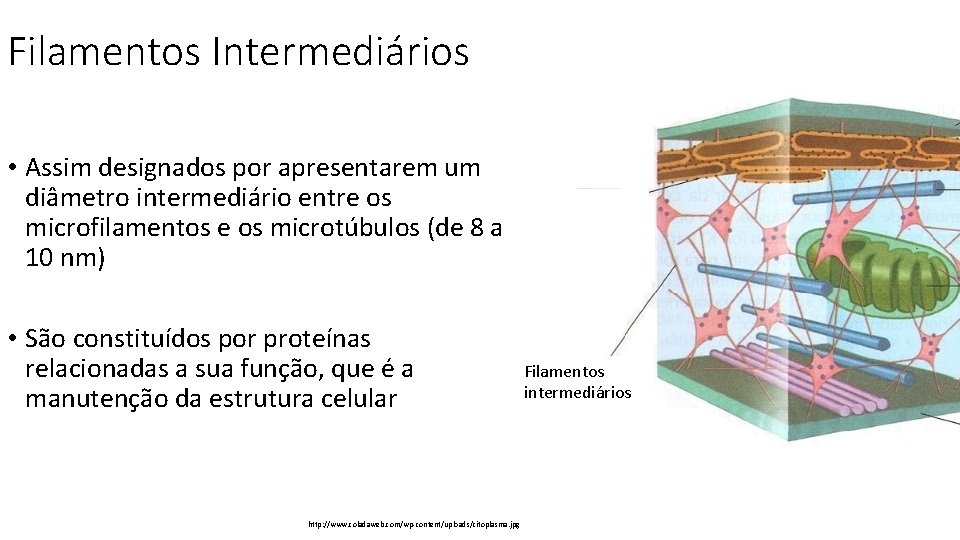 Citoplasma e Organelas http brasilescola uol com bruploadecitoplasma