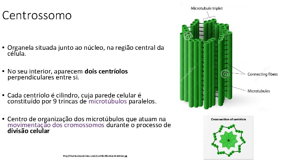 Citoplasma e Organelas http brasilescola uol com bruploadecitoplasma