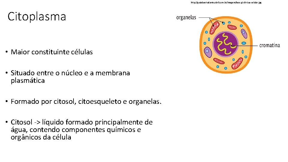 Citoplasma e Organelas http brasilescola uol com bruploadecitoplasma