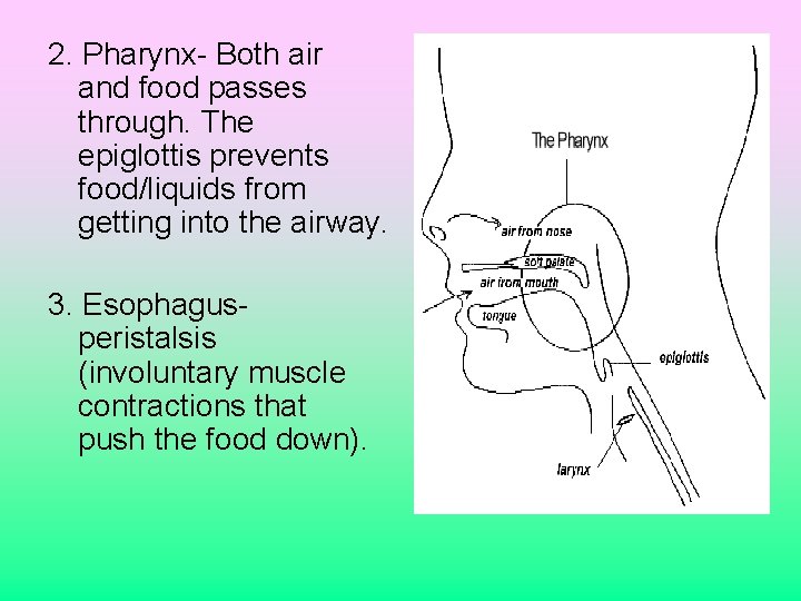 Alimentary Canal The pathway for food 1 Mouth