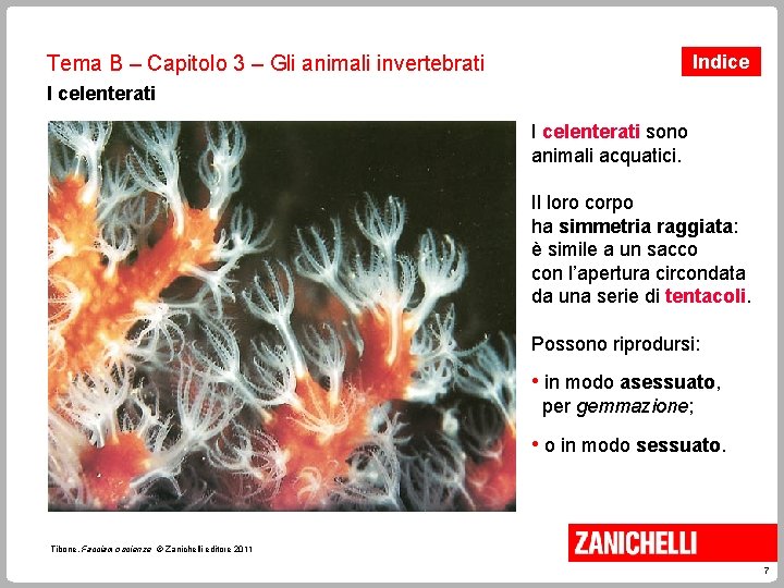 Tema B Capitolo 3 Gli animali invertebrati 1
