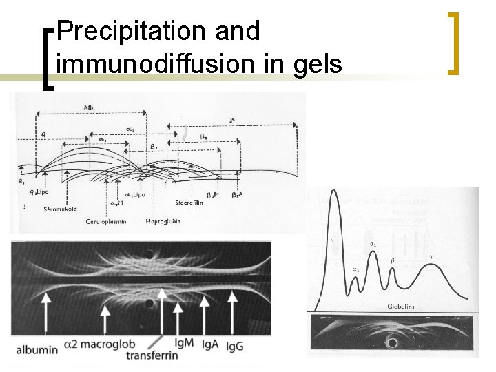 Methods of immunodiffusion and precipitation in gels Jana