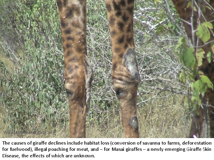 Spatial Demography of Giraffe in the TarangireManyara Ecosystem