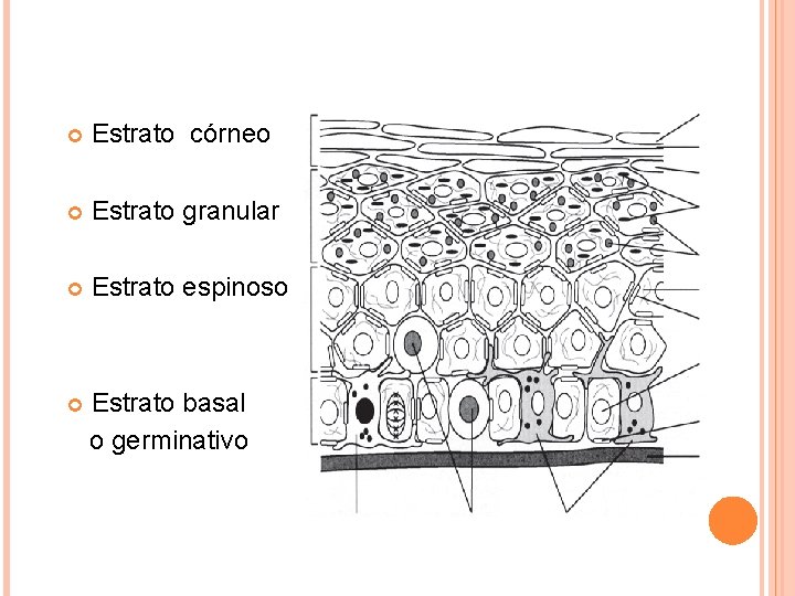 LA PIEL ANEXOS PELO Y PLUMA Antonio Martelo
