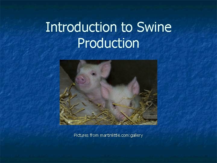 Introduction to Swine Production Pictures from martinlittle com