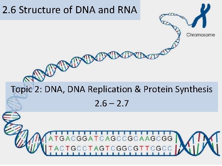 2 6 Structure of DNA and RNA Topic