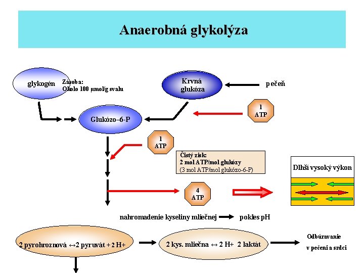 Biochmia Tzy Podstata zkladnch ivotnch procesov na molekulrnej