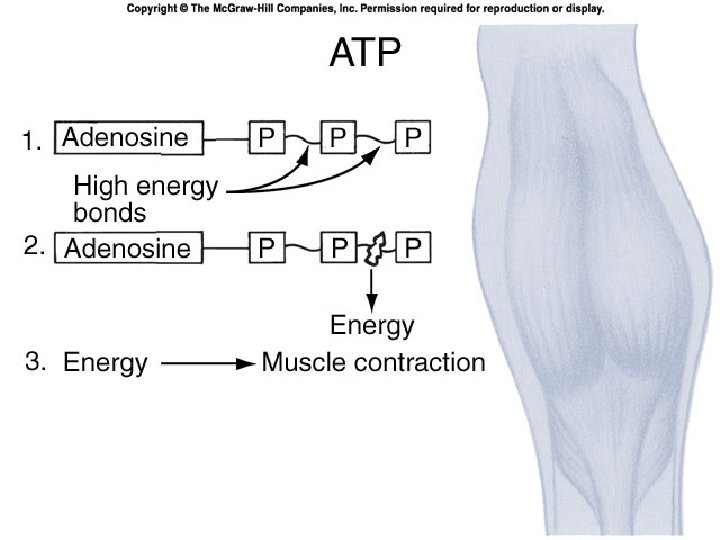 Chapter 2 Fuel Sources Exercise Metabolism Table 3