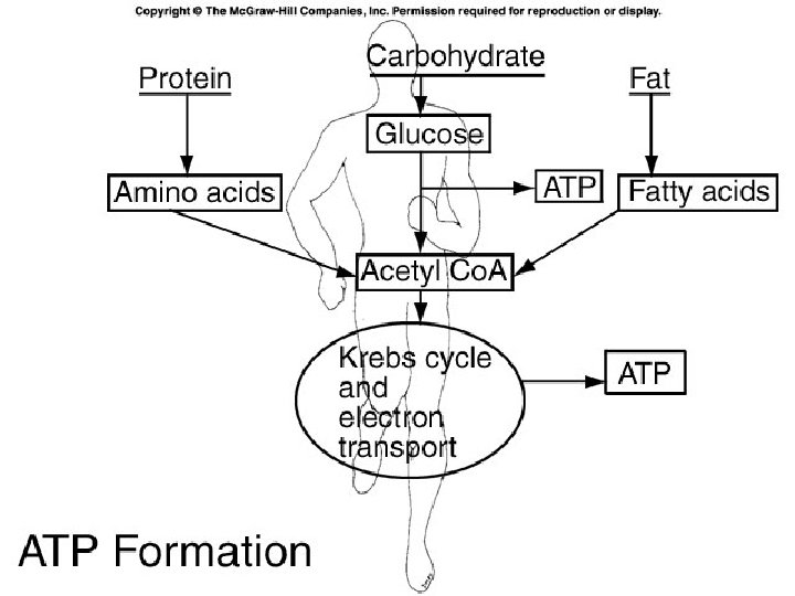 Chapter 2 Fuel Sources Exercise Metabolism Table 3