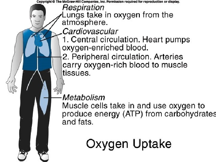 Chapter 2 Fuel Sources Exercise Metabolism Table 3