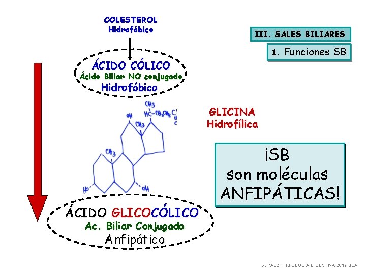 Universidad de los Andes FISIOLOGIA para MEDICINA FISIOLOGA