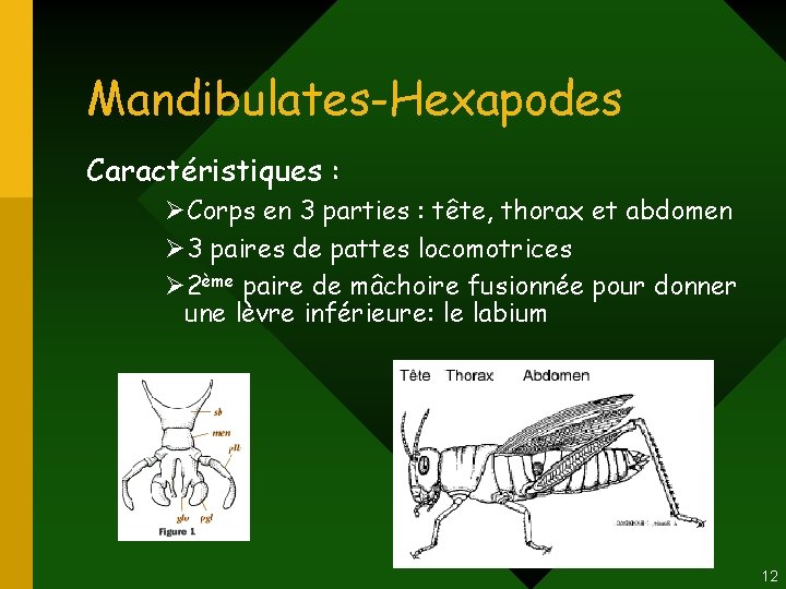 M 1 SVT LES INSECTES 1 LES ARTHROPODES