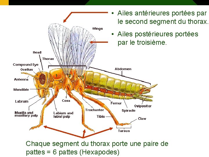 M 1 SVT LES INSECTES 1 LES ARTHROPODES