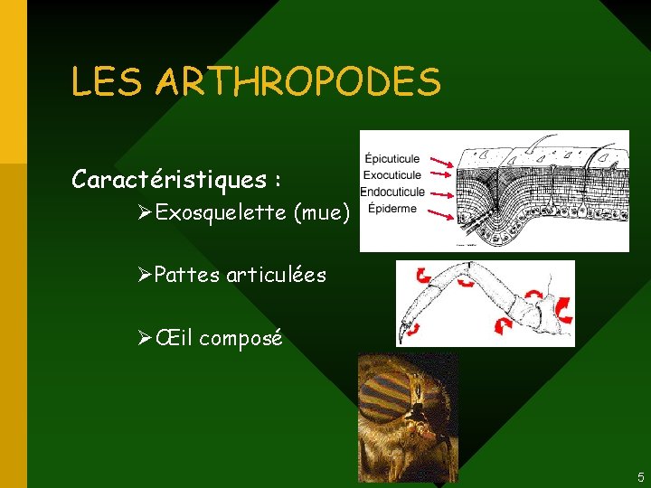 M 1 SVT LES INSECTES 1 LES ARTHROPODES