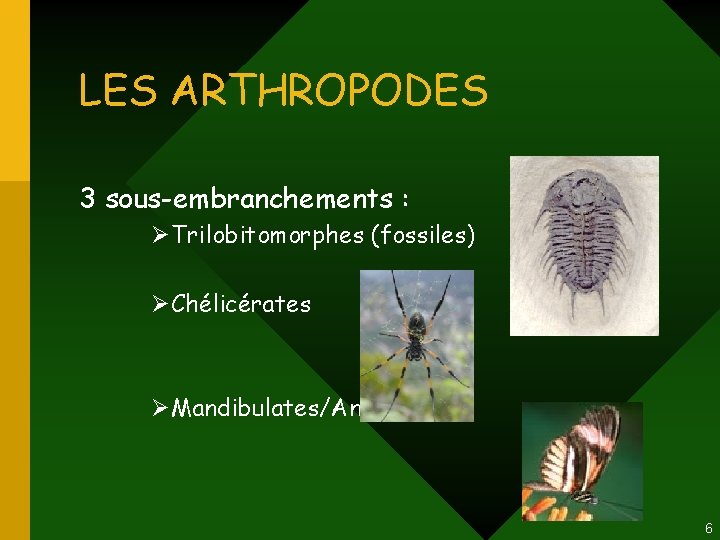 M 1 SVT LES INSECTES 1 LES ARTHROPODES