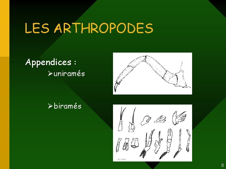 M 1 SVT LES INSECTES 1 LES ARTHROPODES